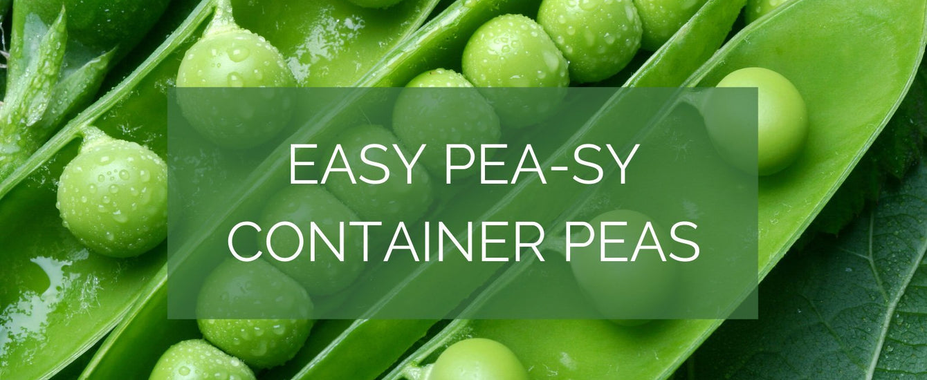 Grow Bag & Container Peas – Up On The Rooftop