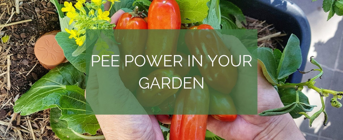 Pee Power in your Garden – Up On The Rooftop