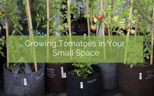 Small Space Urban Gardening | Olla Pots | Root Pouch Grow Bags – Up On ...