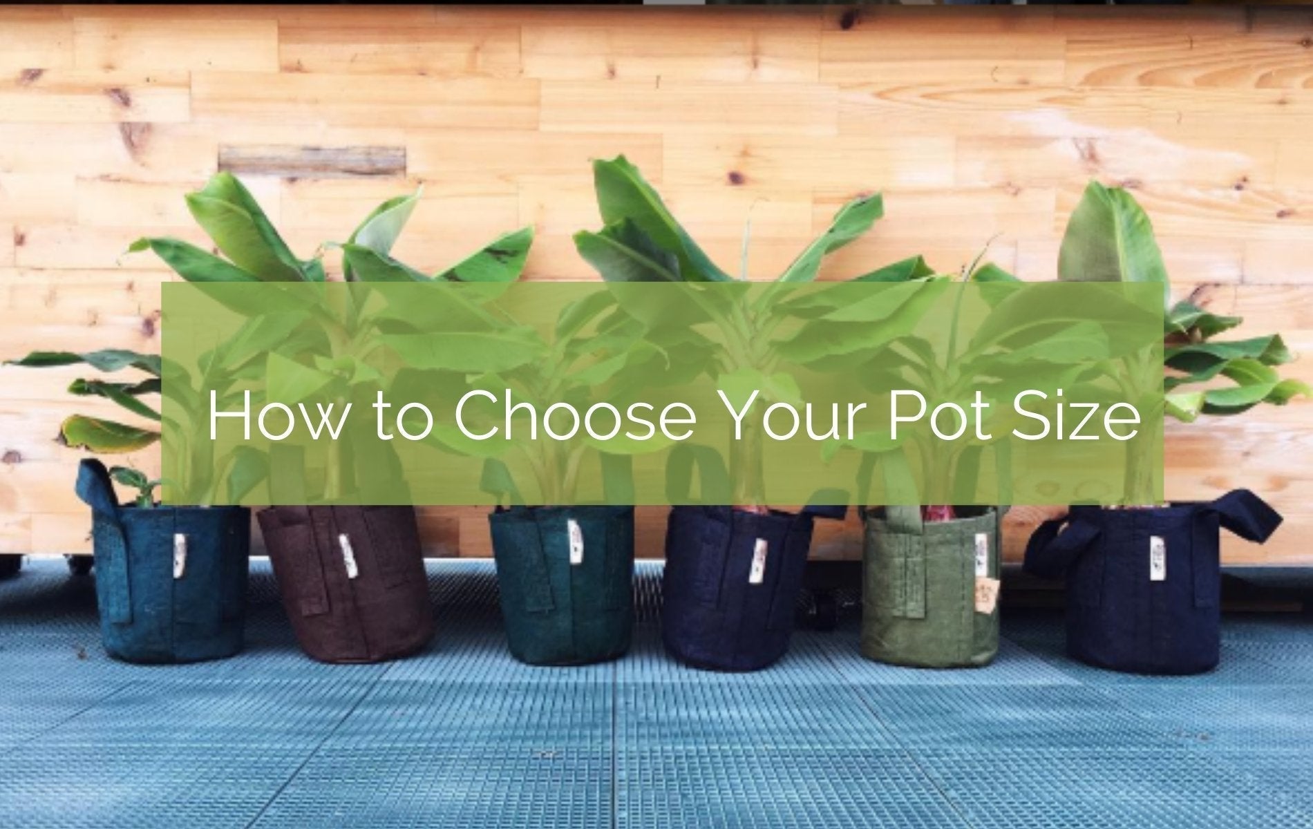 How to Choose The Right Sized Root Pouch Bag For Your Plant – Up On The ...