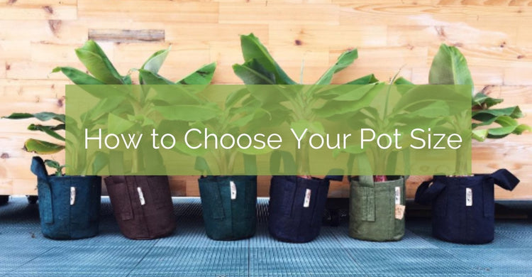 How to Choose The Right Sized Root Pouch Bag For Your Plant – Up On The ...