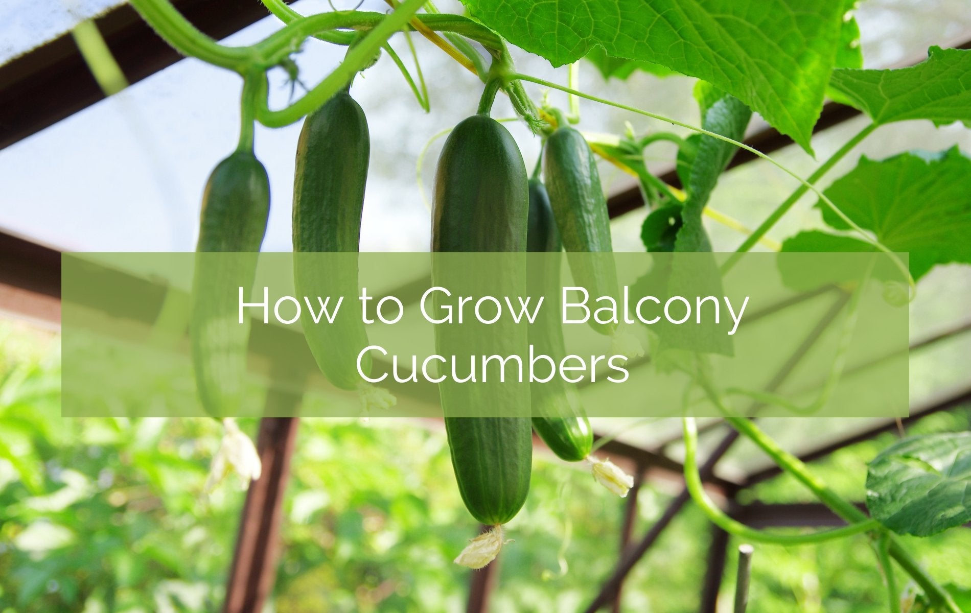 How to Grow Container Cucumbers - Up On The Rooftop