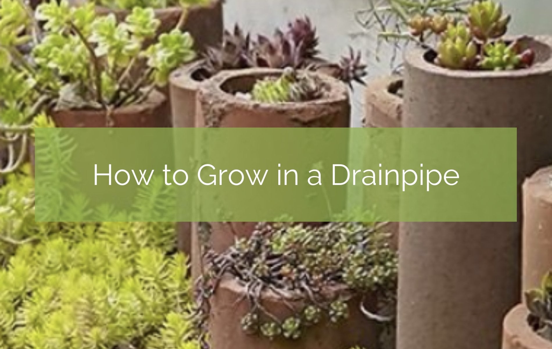 How to Grow in PVC Drainpipes – Up On The Rooftop
