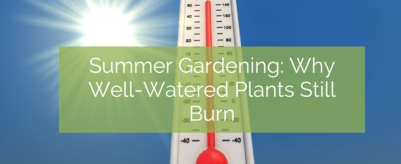 Summer Gardening: Why Well-Watered Plants Still Burn – Up On The Rooftop