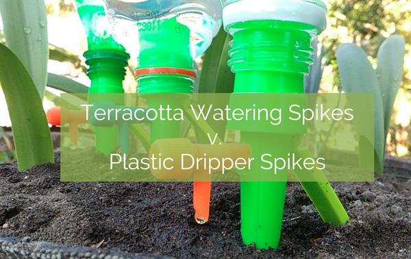 Terracotta Watering Spikes v. Plastic Drippers - Up On The Rooftop