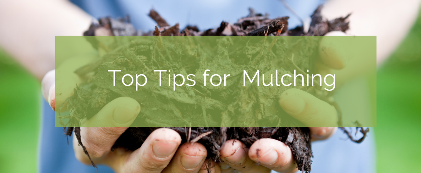 Top Tips for Mulching – Up On The Rooftop