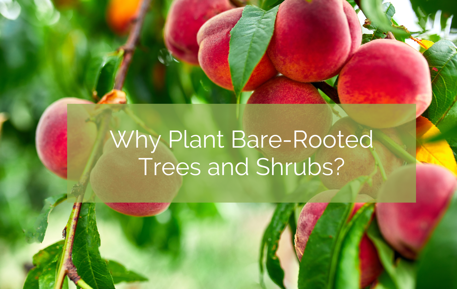 Why Plant Bare-Rooted Trees and Shrubs? – Up On The Rooftop