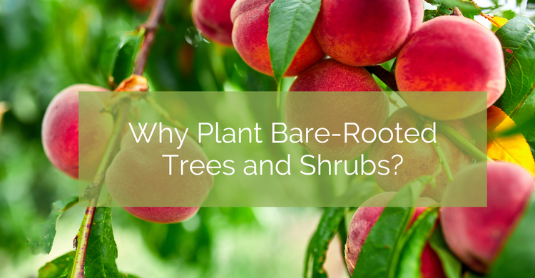 Why Plant Bare-Rooted Trees and Shrubs? – Up On The Rooftop