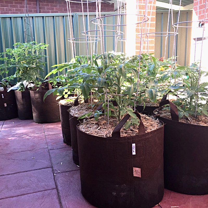 Small Space Urban Gardening | Olla Pots | Root Pouch Grow Bags