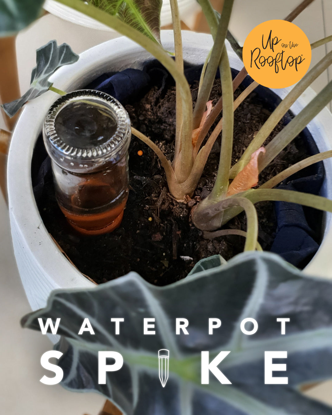 Terracotta Water Spike | Plant Self Watering | Trusted Brand - Up On ...