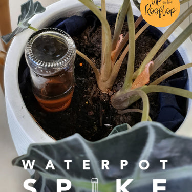 Terracotta Water Spike | Plant Self Watering | Trusted Brand – Up On ...